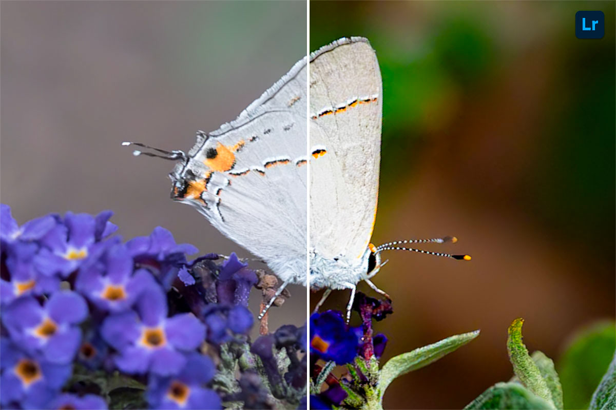 Butterfly on Butterfly Bush | Edit | Photoshop Lightroom