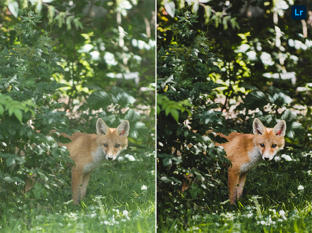 Fox pt.3 | Remix | Photoshop Lightroom