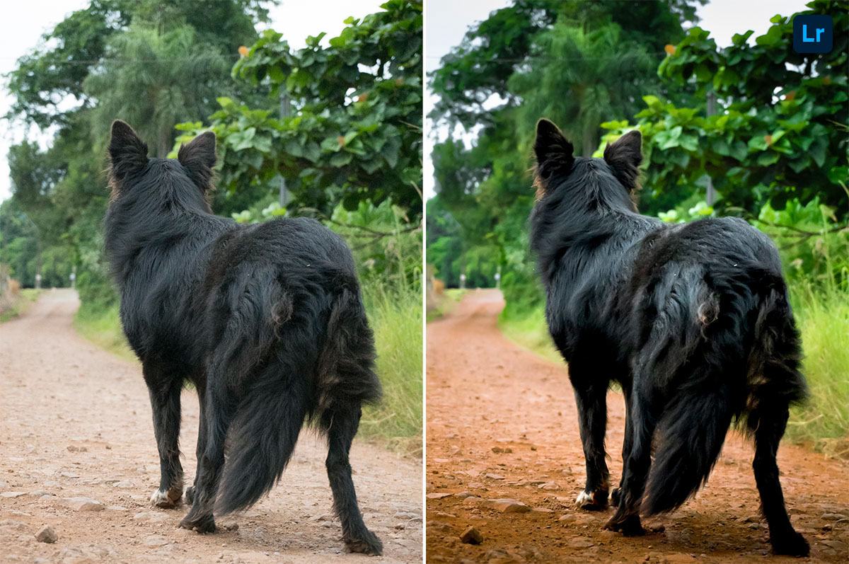 Wolf | Edit | Photoshop Lightroom