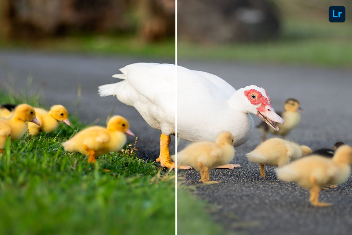 Duck and ducklings | Edit | Photoshop Lightroom