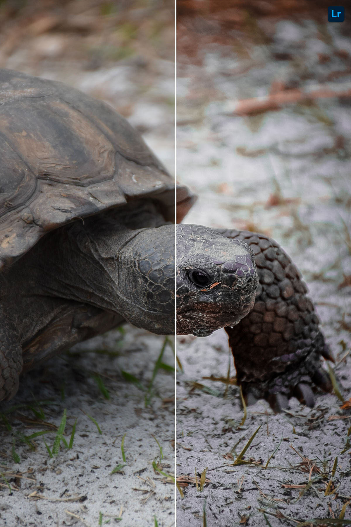 Turtle | Edit | Photoshop Lightroom