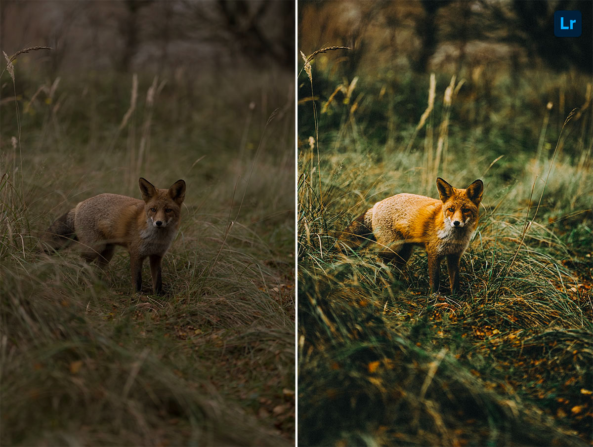 Little cute orange fox | Remix | Photoshop Lightroom