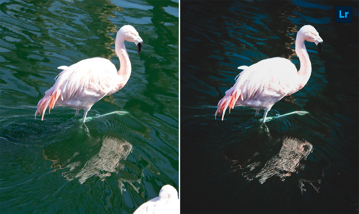 Pink Flamingo 3 | Edit | Photoshop Lightroom