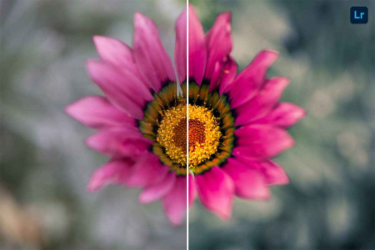 Dizzy | Edit | Photoshop Lightroom