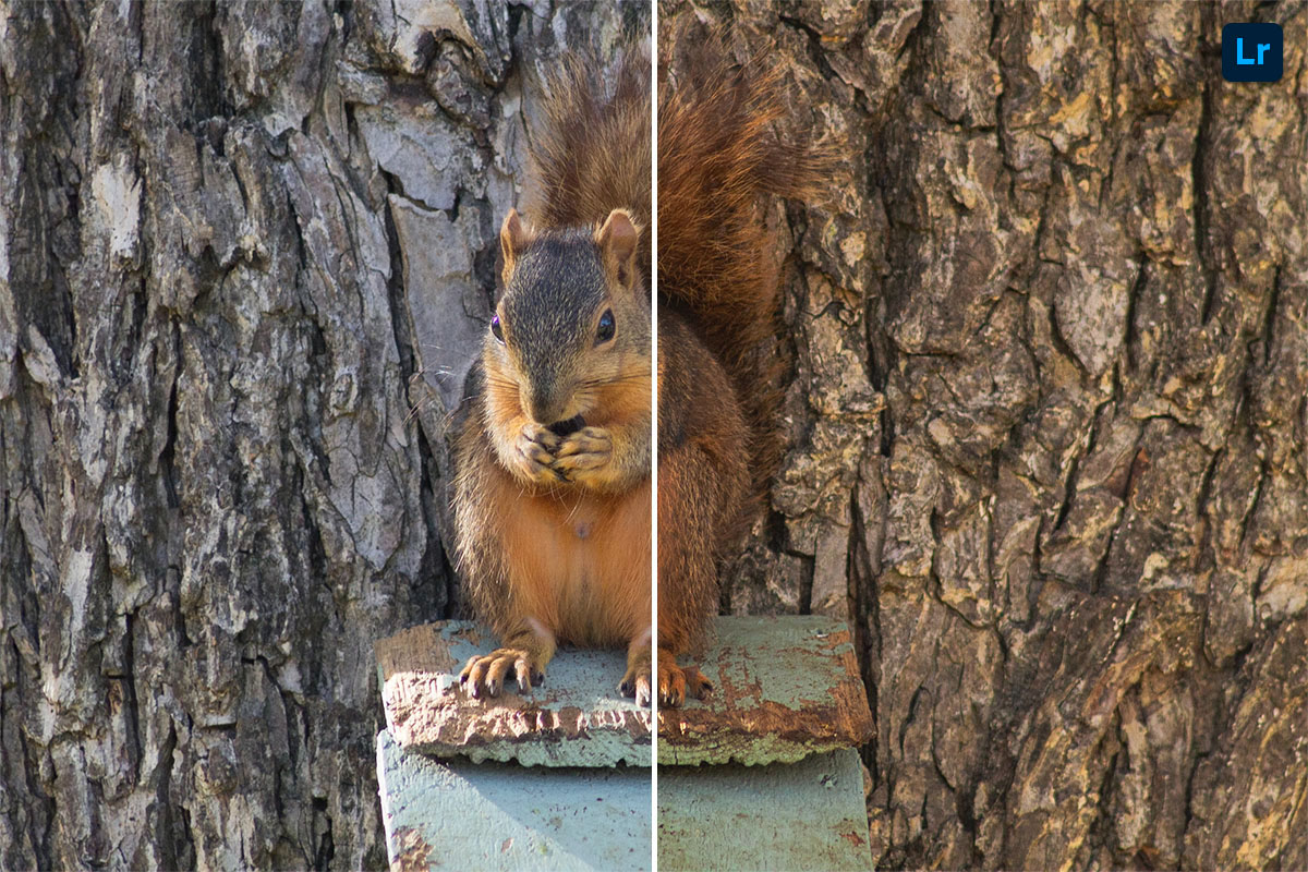 chubby squirrel | Edit | Photoshop Lightroom