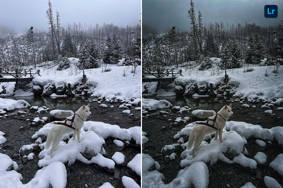 White husky | Edit | Photoshop Lightroom