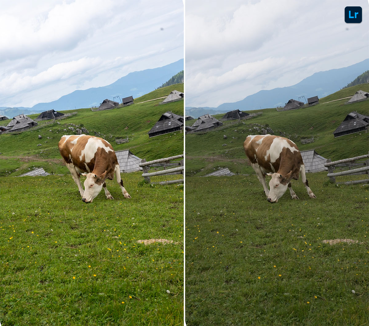 Cow | Remix | Photoshop Lightroom