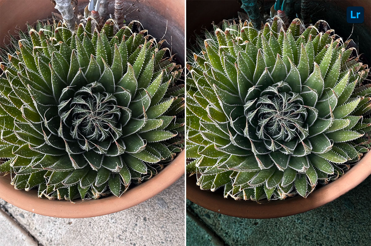 Abstract cactus | Remix | Photoshop Lightroom