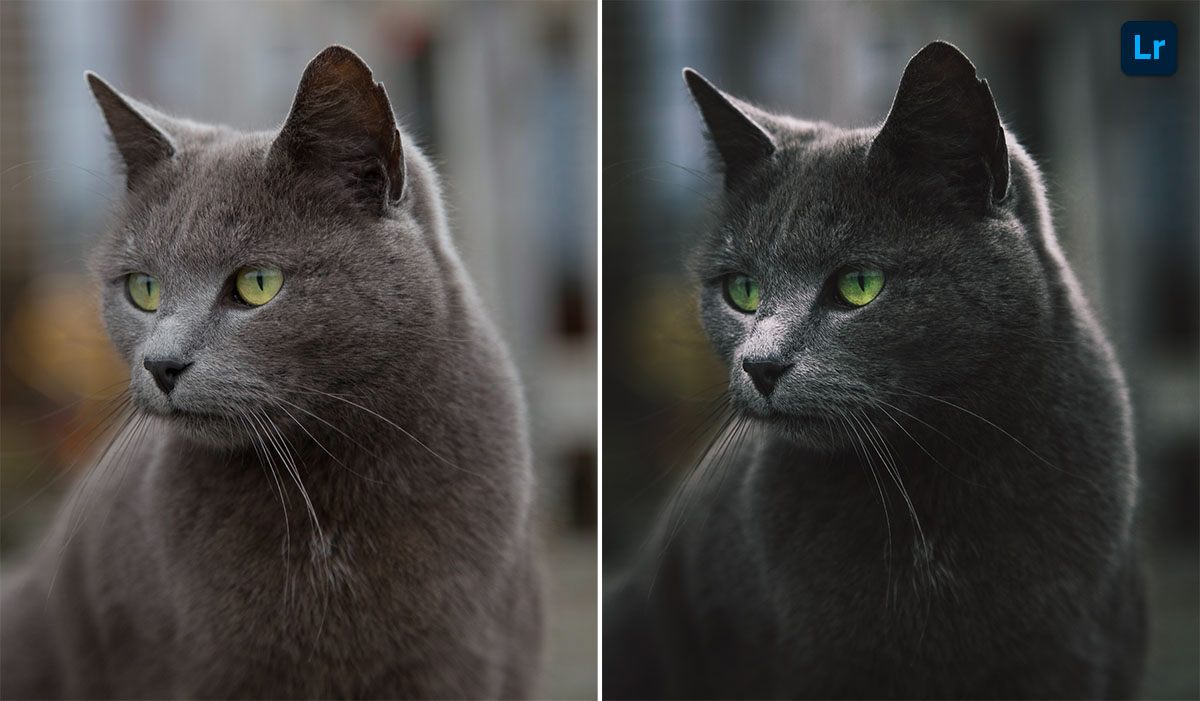 POP THAT CAT | Edit | Photoshop Lightroom