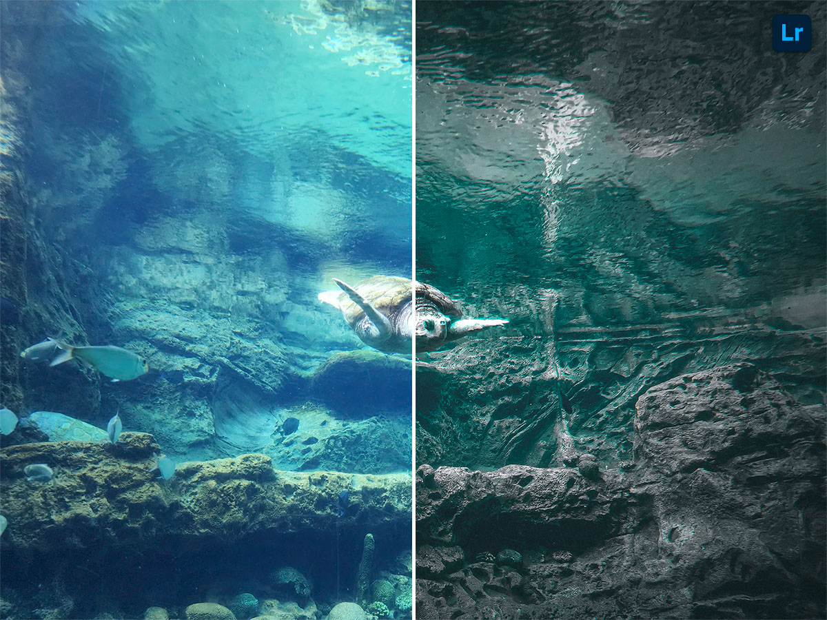 Happy Turtle | Edit | Photoshop Lightroom