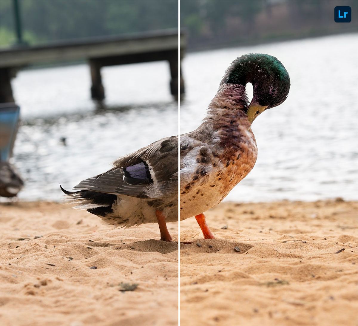 Quack | Remix | Photoshop Lightroom