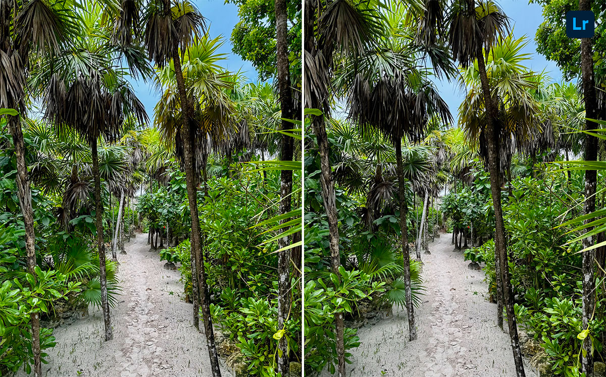 Jungle for the trees | Edit | Photoshop Lightroom