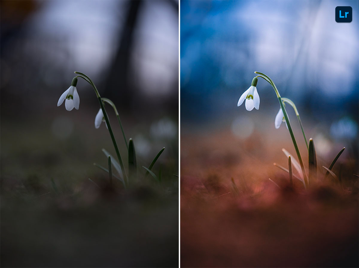 Snowdrop throwback | Edit | Photoshop Lightroom