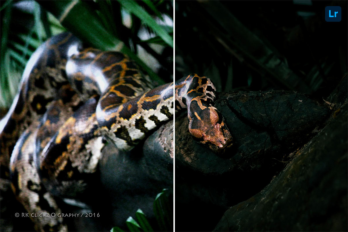 Upclose Rock Python | Edit | Photoshop Lightroom