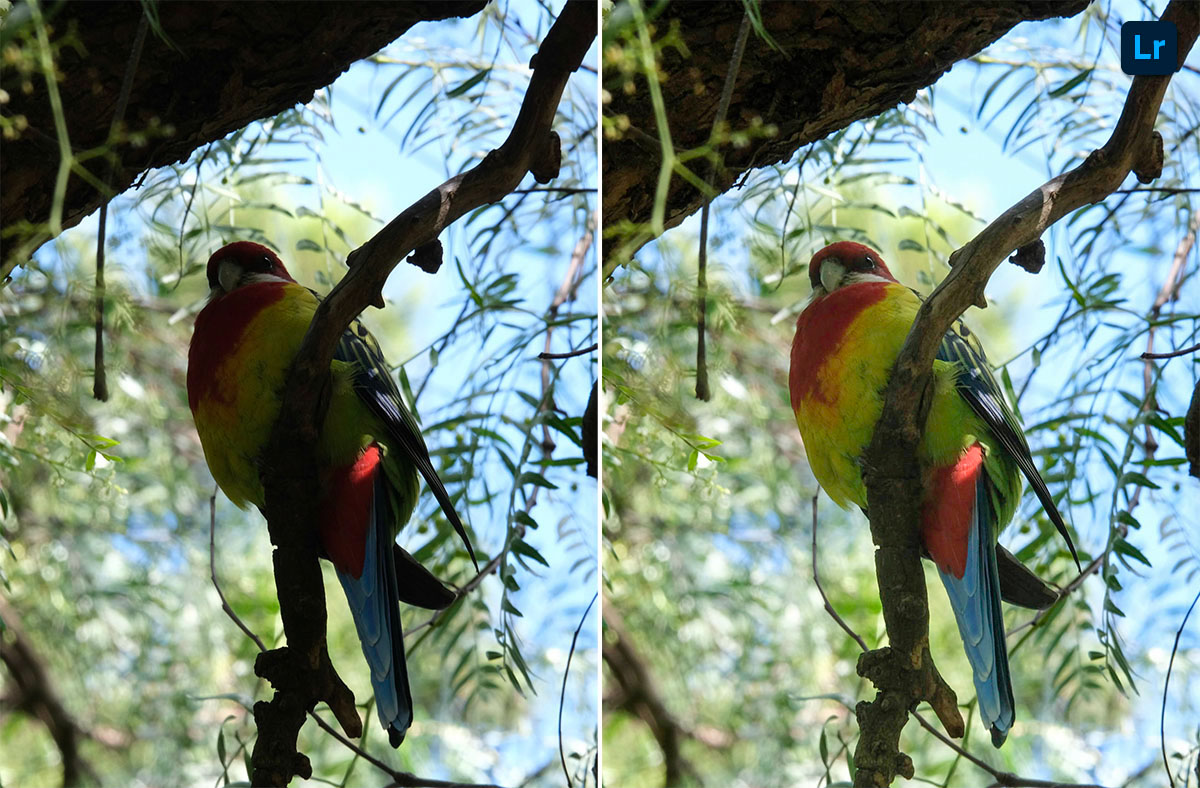 Bright bird | Edit | Photoshop Lightroom
