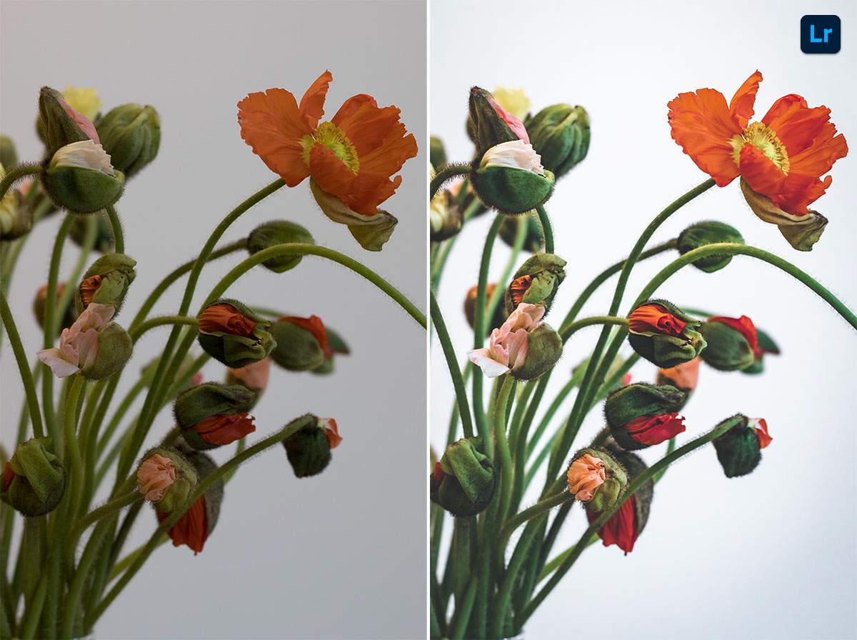 flower sense | Edit | Photoshop Lightroom