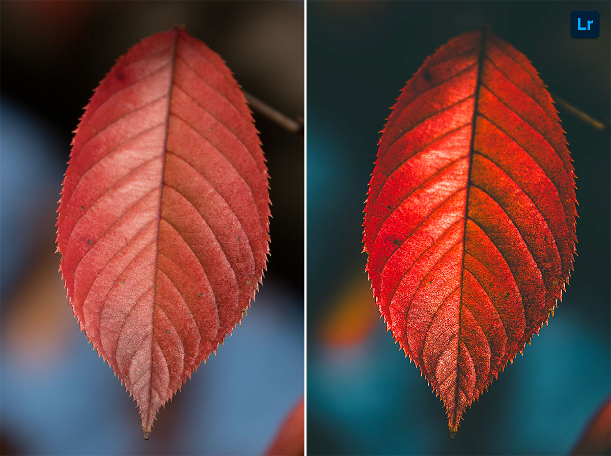 leaf | Edit | Photoshop Lightroom