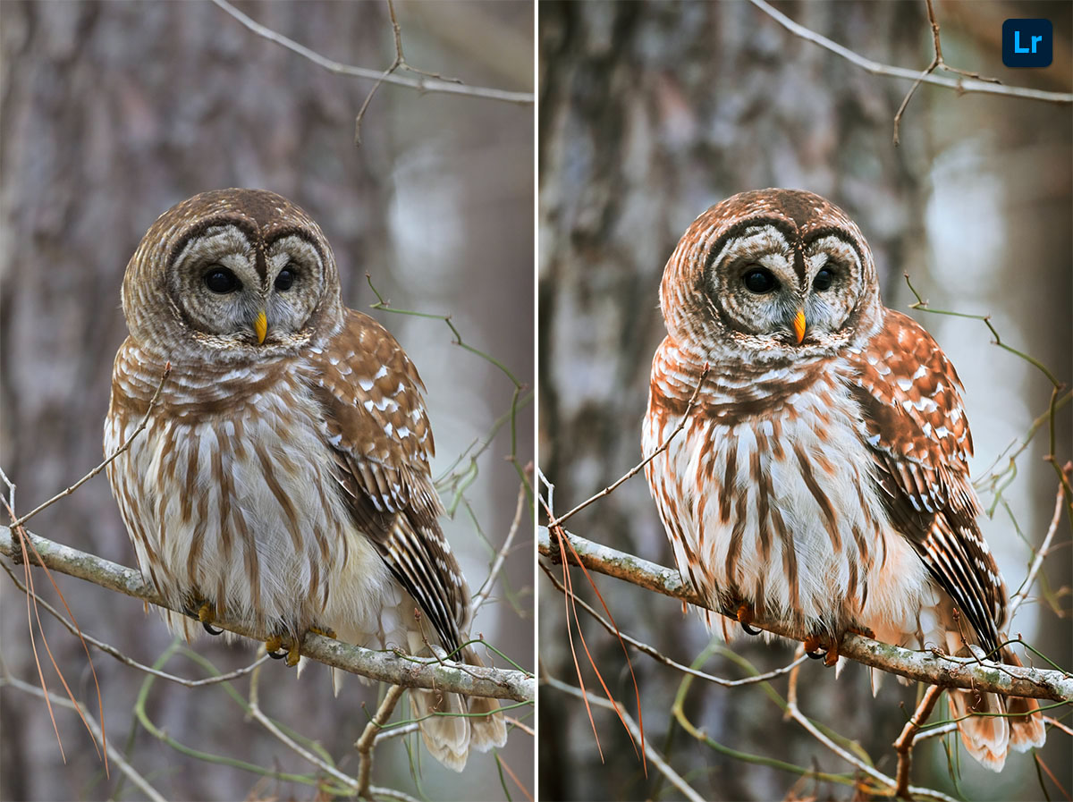 Owl | Remix | Photoshop Lightroom