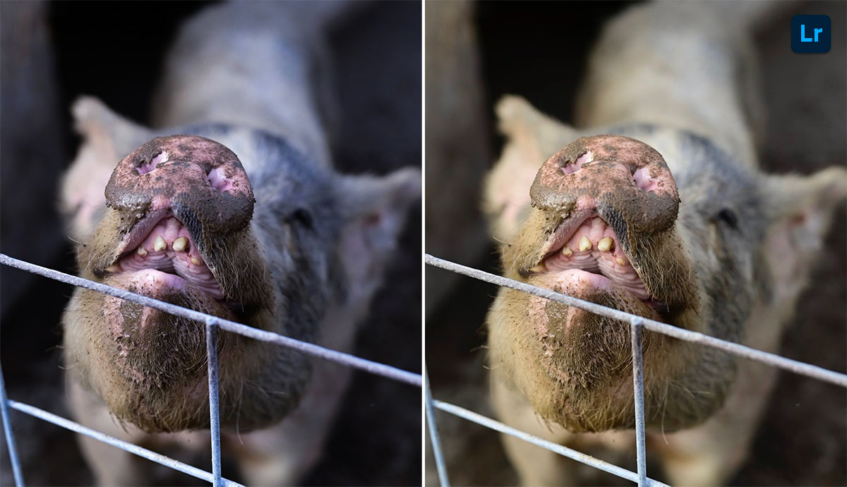 Cheese | Remix | Photoshop Lightroom