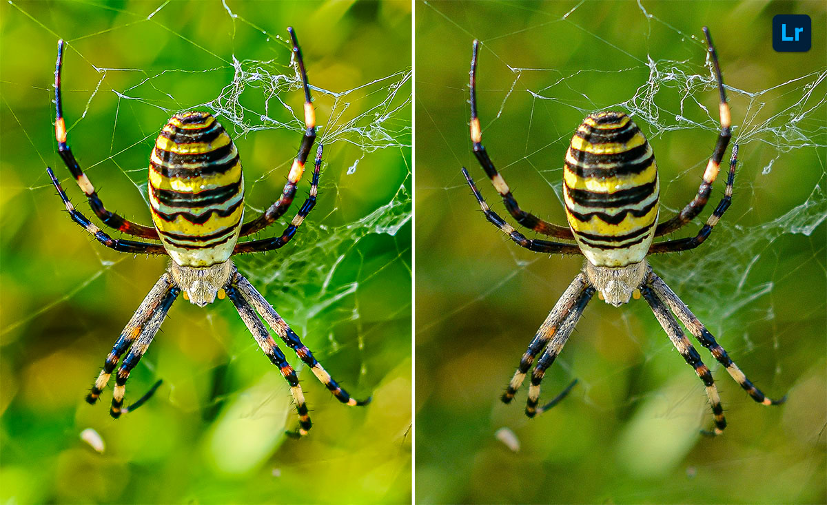 wasp spider | Edit | Photoshop Lightroom