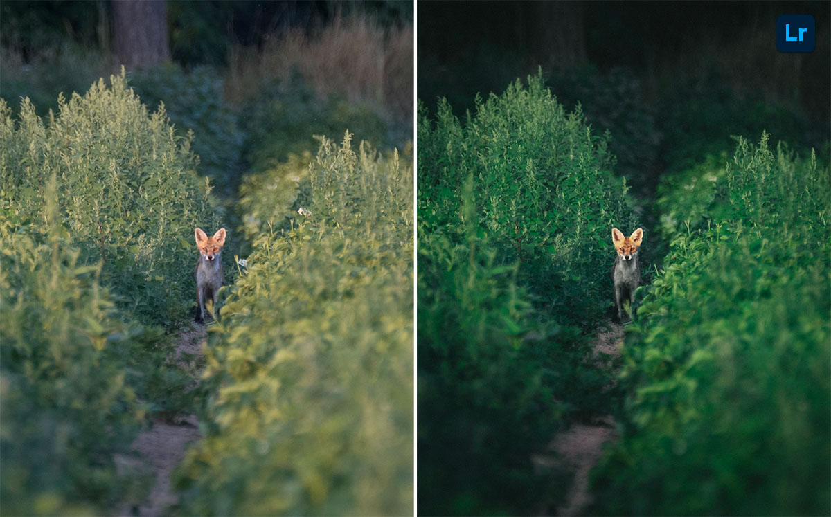 Fox Base | Remix | Photoshop Lightroom