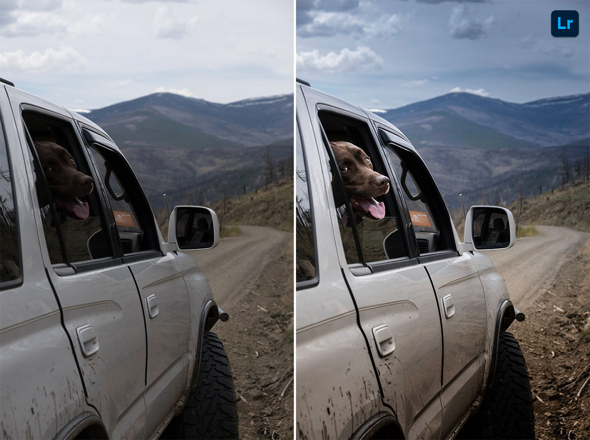 Dog | Edit | Photoshop Lightroom