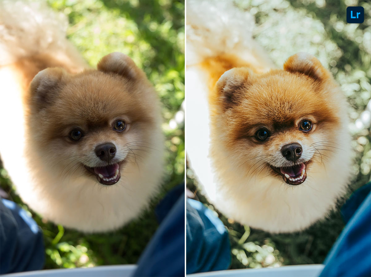 Dog | Edit | Photoshop Lightroom