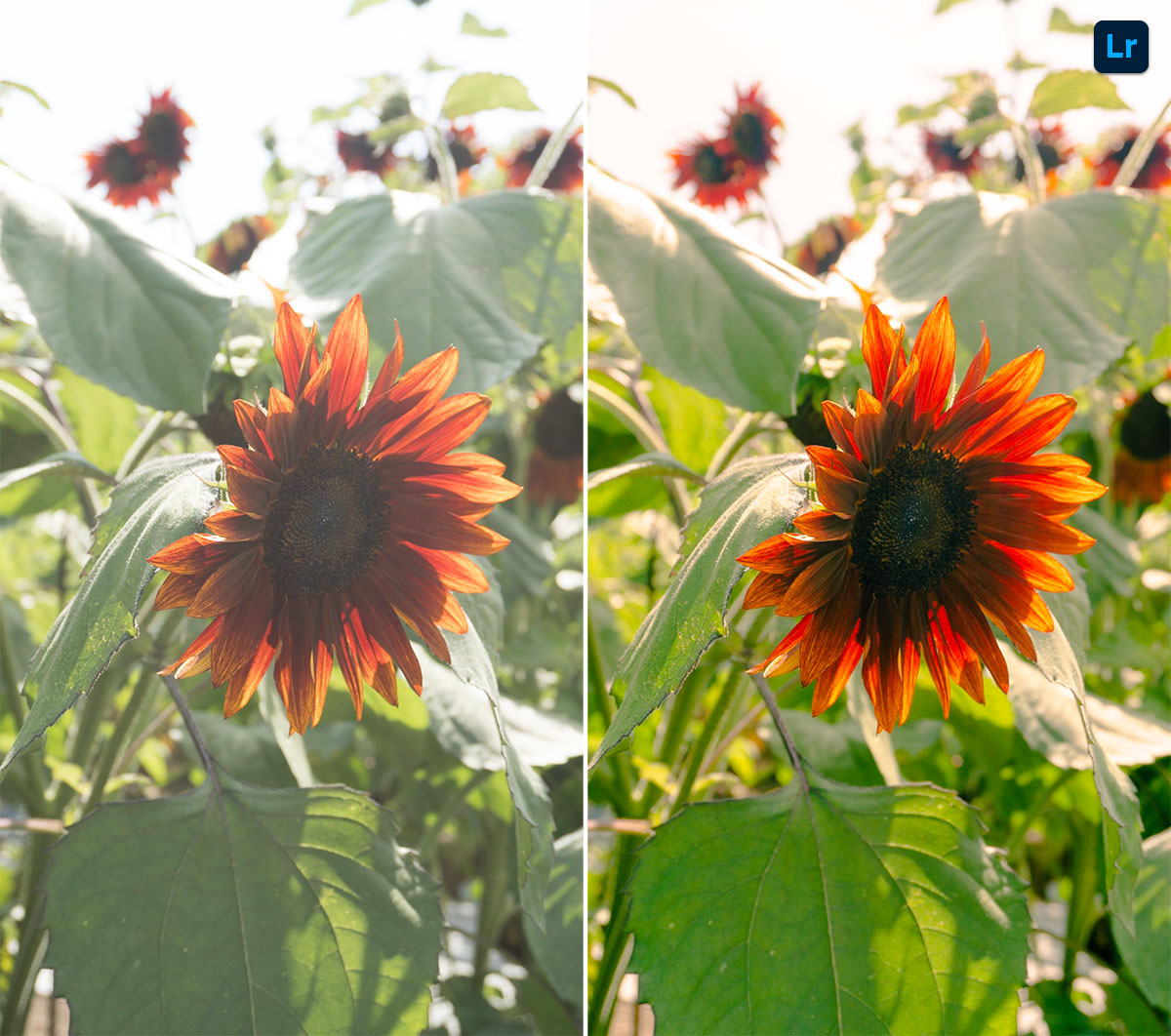 Sunflower | Edit | Photoshop Lightroom