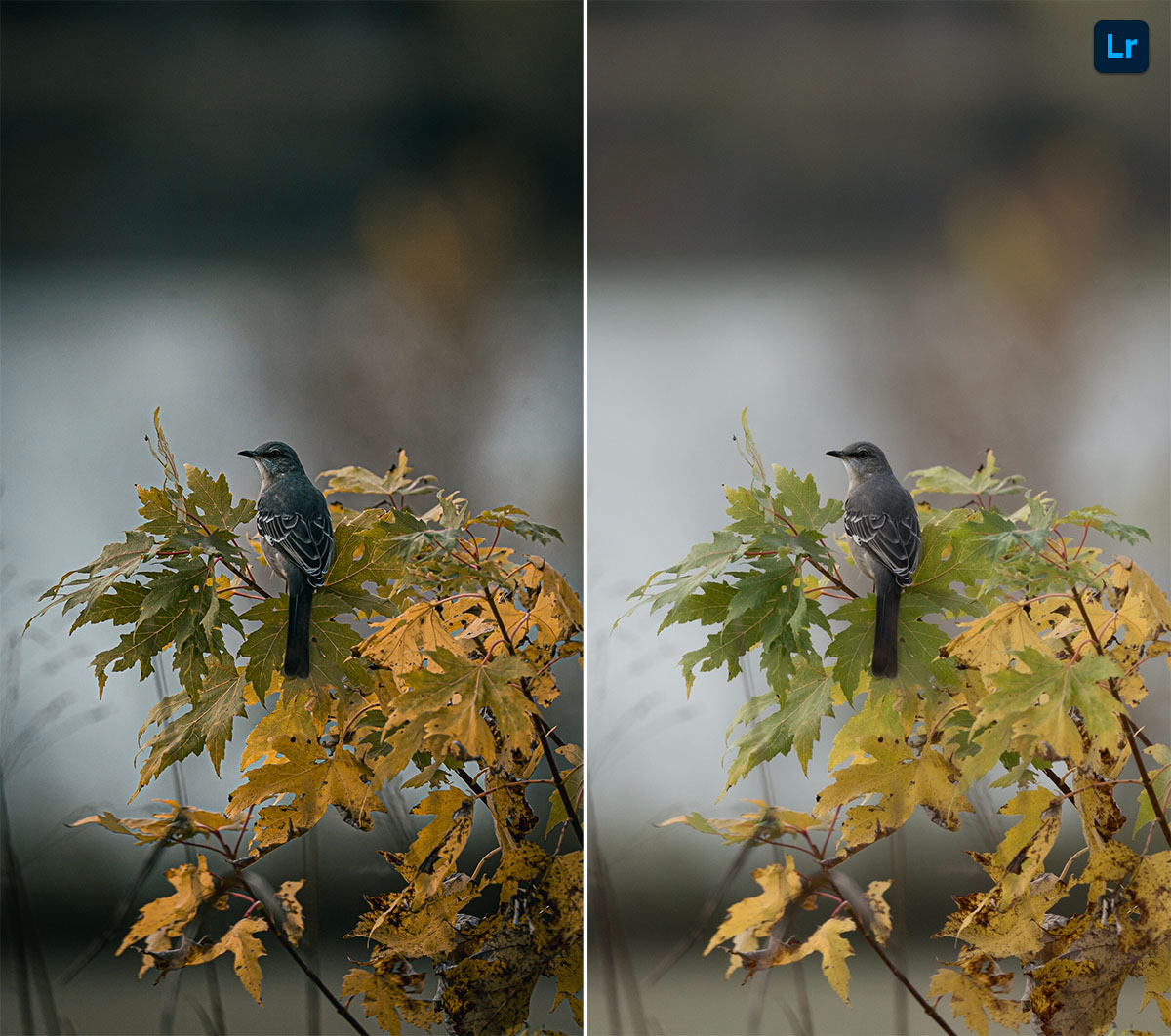 bird | Remix | Photoshop Lightroom