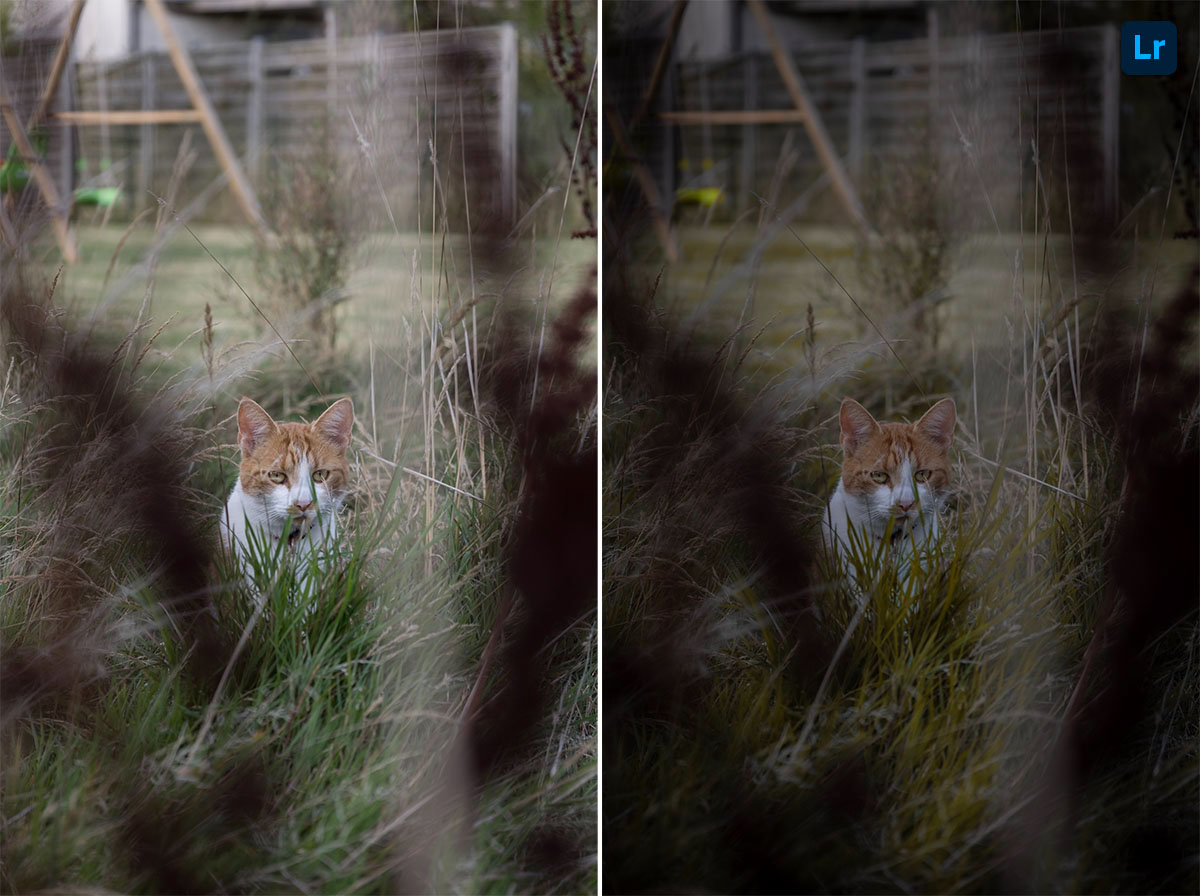 Cat | Remix | Photoshop Lightroom