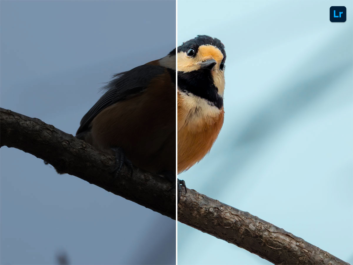 bird | Edit | Photoshop Lightroom