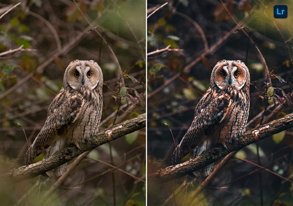 Dark owl | Edit | Photoshop Lightroom