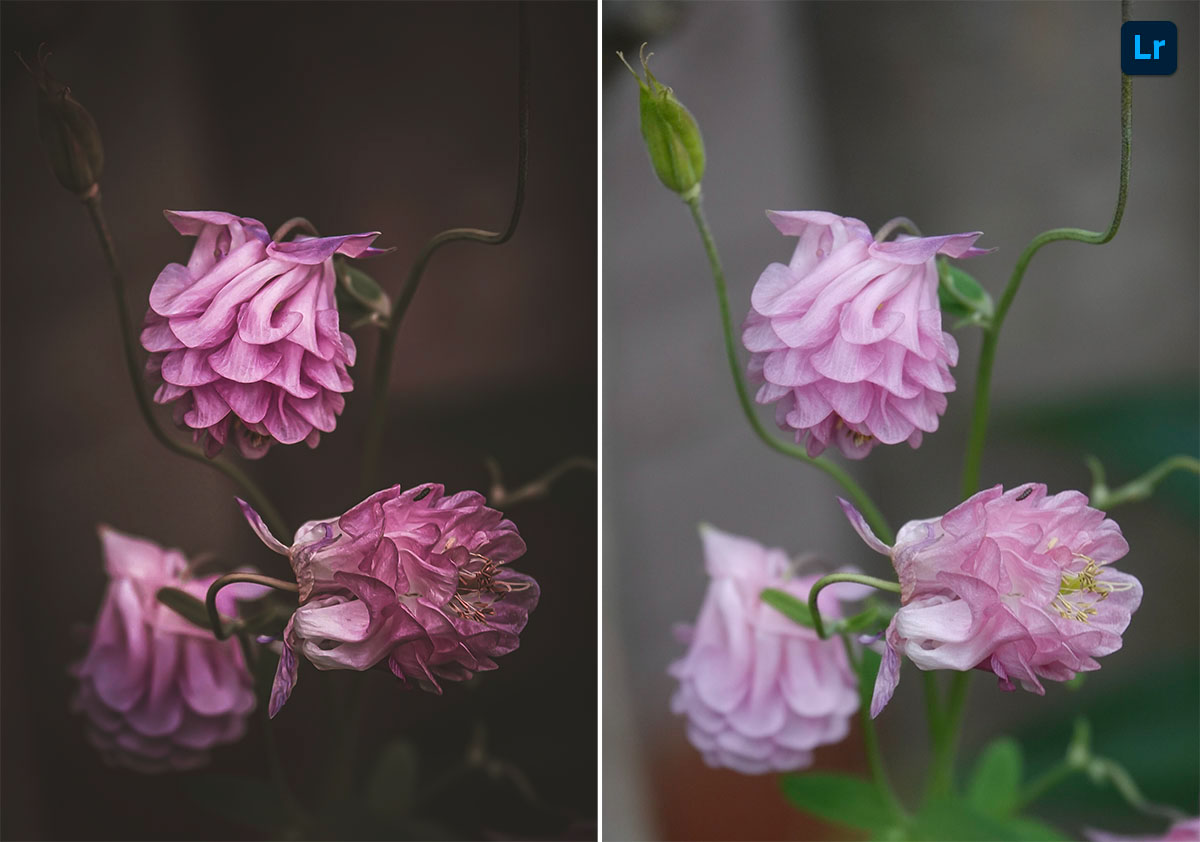 flower | Edit | Photoshop Lightroom