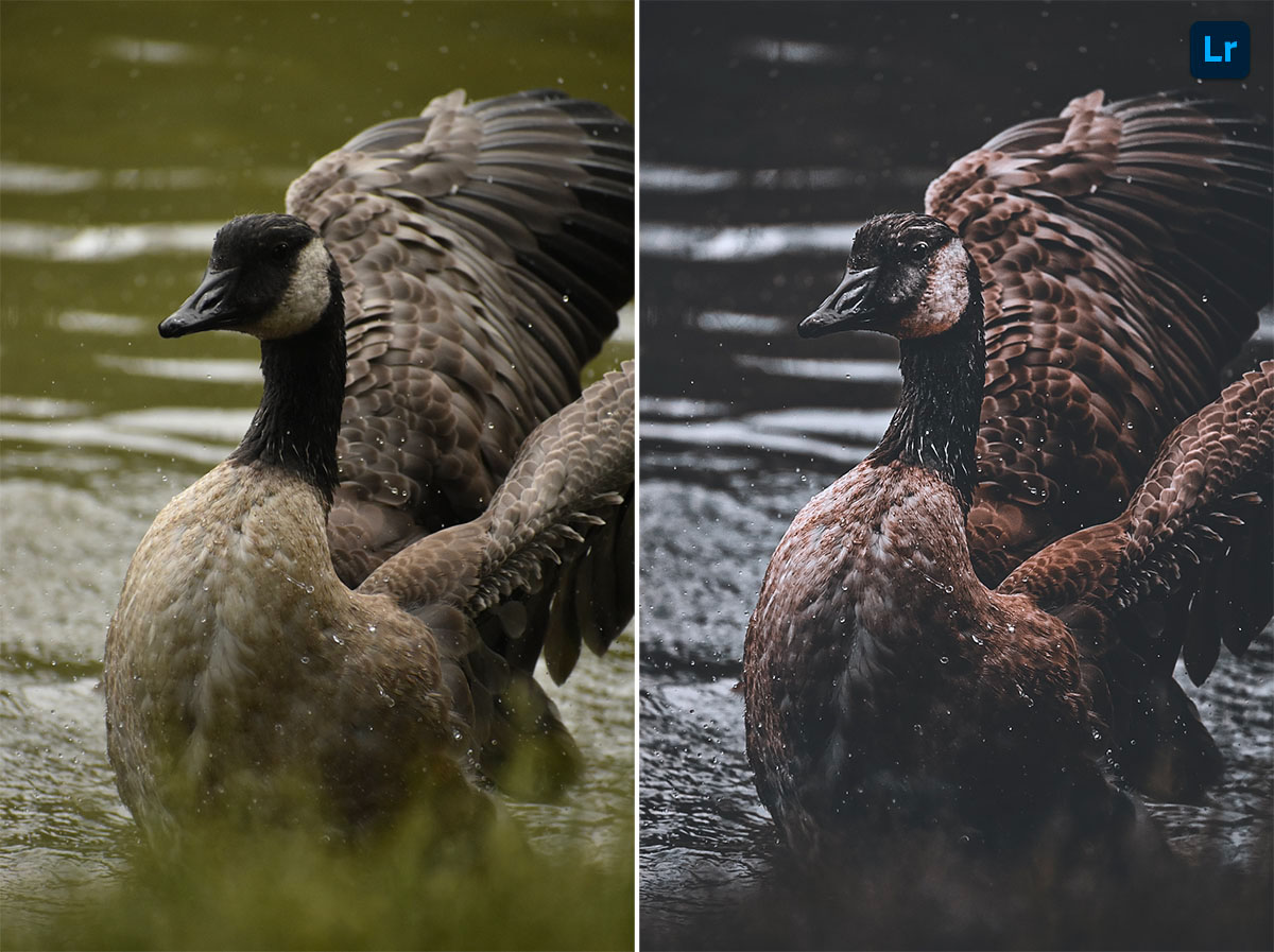 Goose | Edit | Photoshop Lightroom