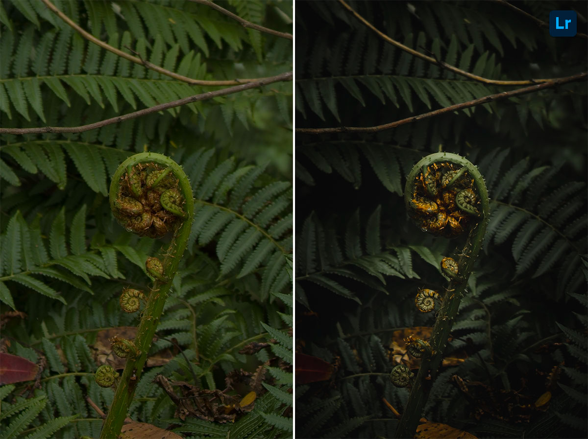 Fern | Edit | Photoshop Lightroom