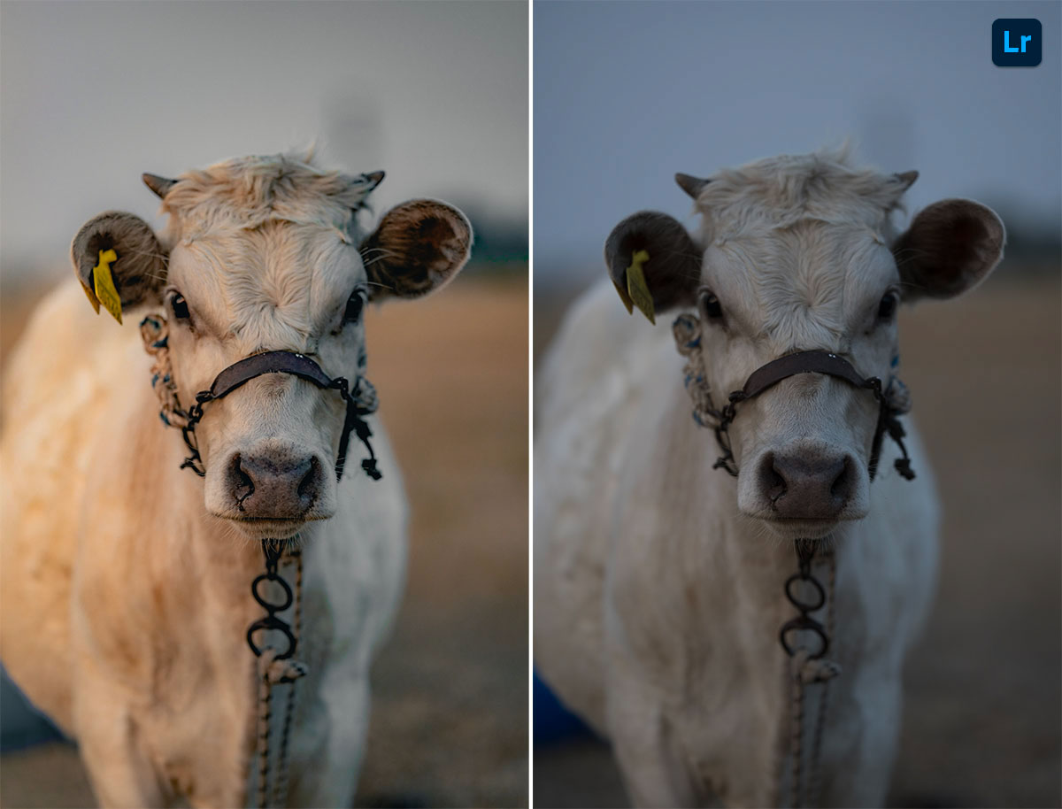Cow | Remix | Photoshop Lightroom