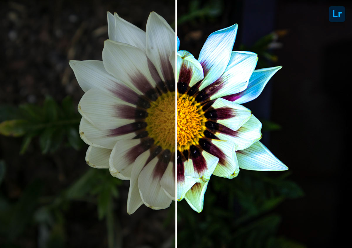 Daisy | Edit | Photoshop Lightroom