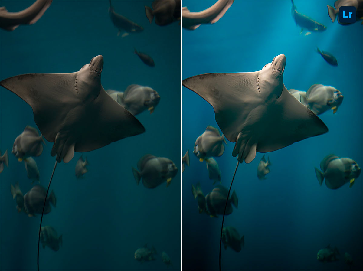 Stingray | Edit | Photoshop Lightroom