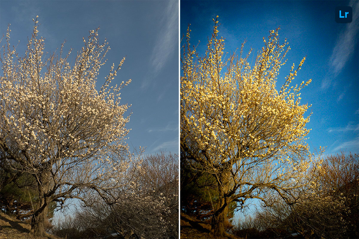 sunshine | Edit | Photoshop Lightroom