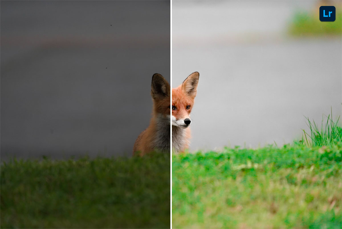 Fox | Remix | Photoshop Lightroom