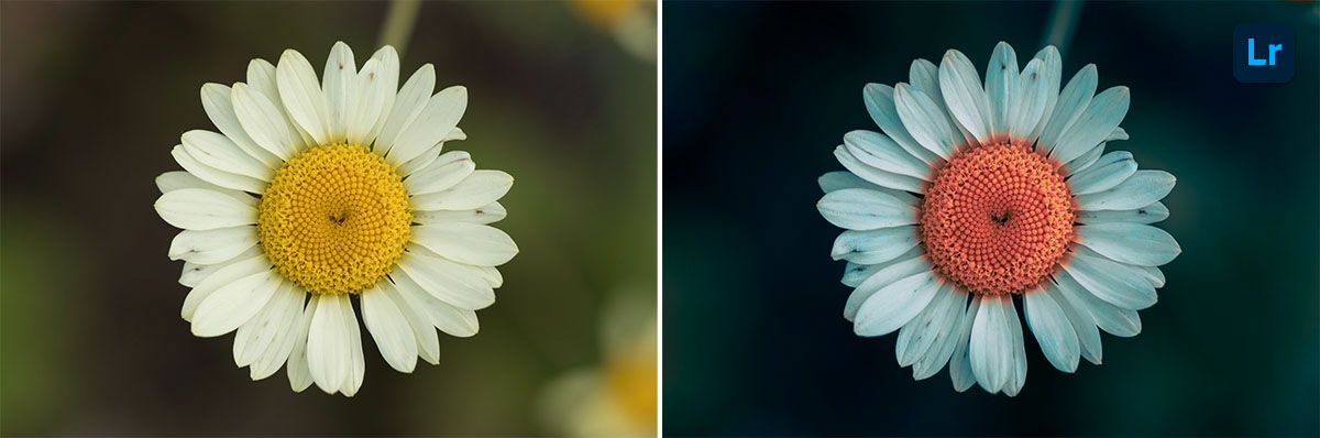 Daisy love | Remix | Photoshop Lightroom