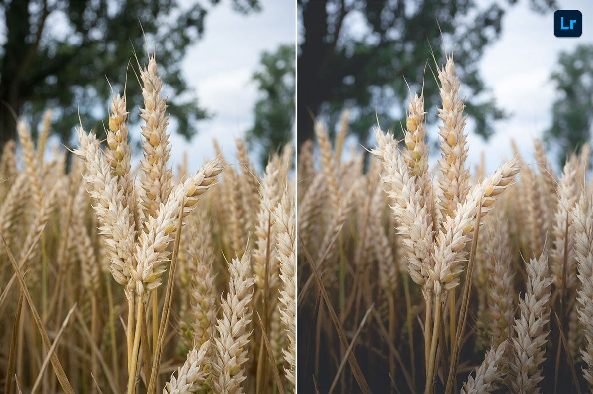Another day in the fields | Edit | Photoshop Lightroom