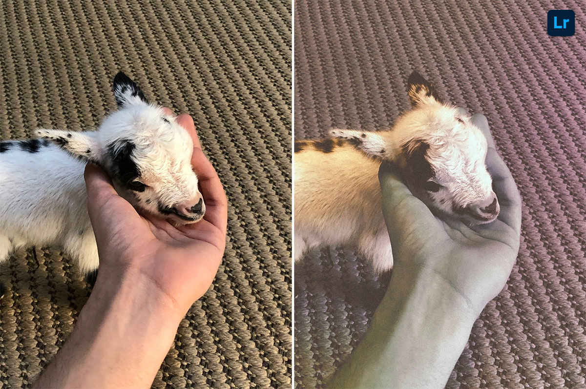 Baby goat | Edit | Photoshop Lightroom