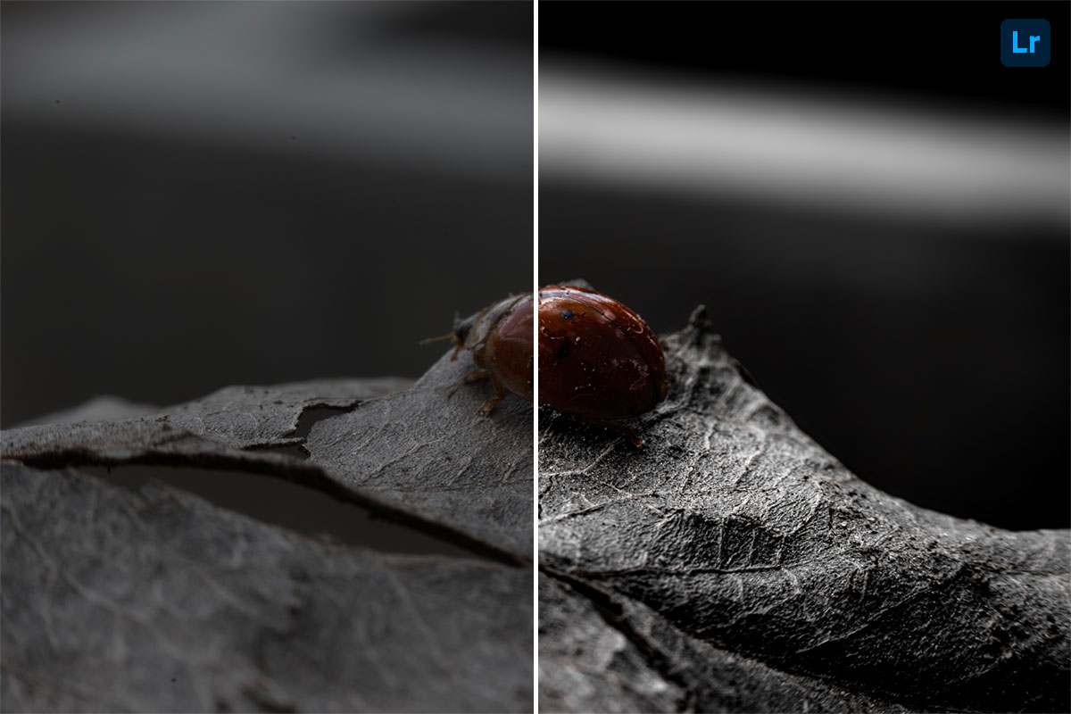 Ladybug | Edit | Photoshop Lightroom