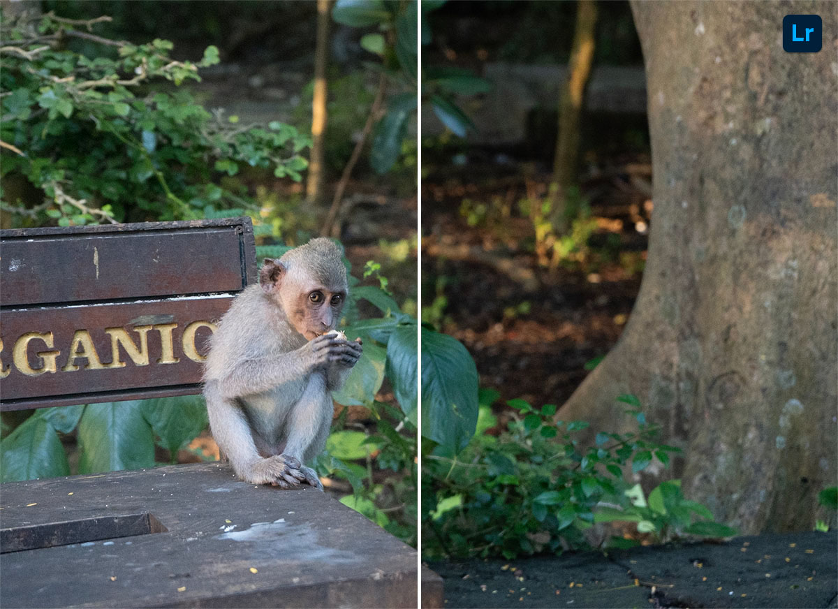 monkey | Edit | Photoshop Lightroom