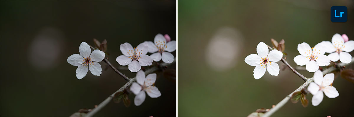 Bloom within 🌸 | Remix | Photoshop Lightroom