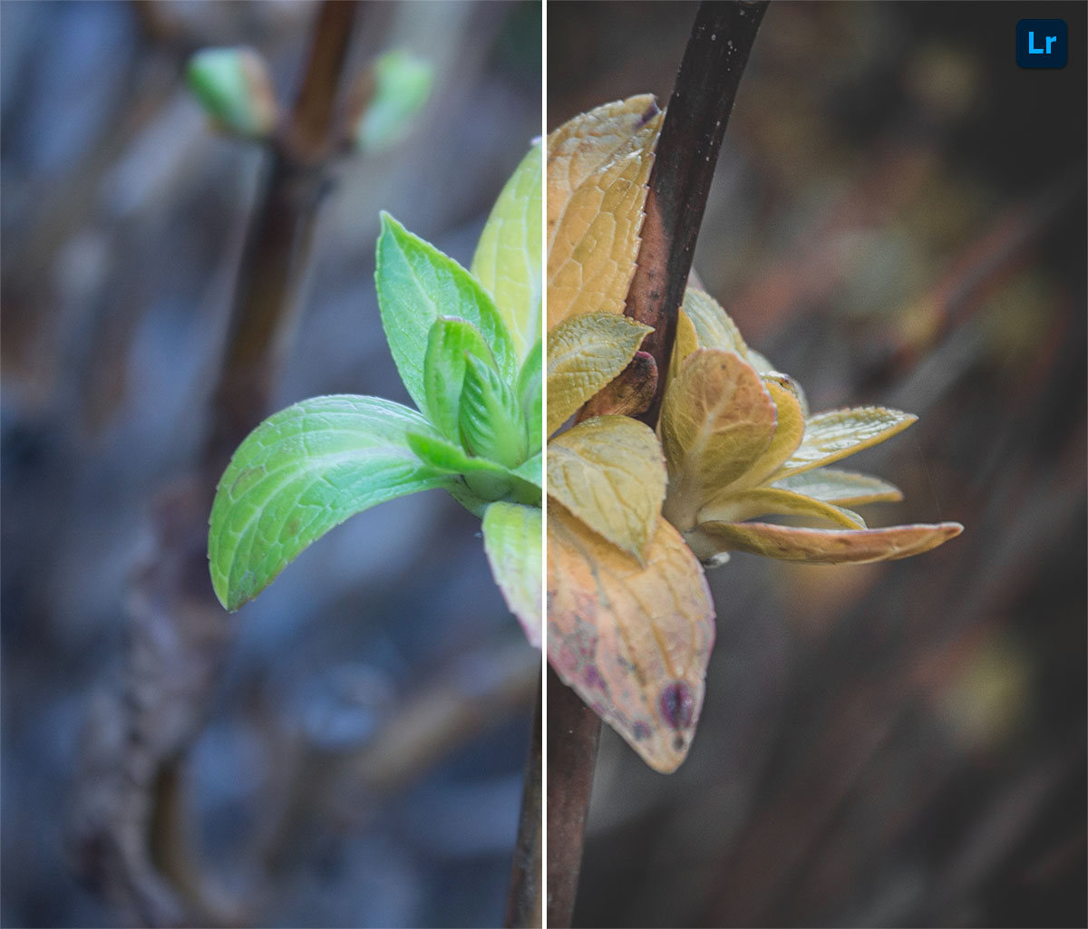 Leaf | Edit | Photoshop Lightroom