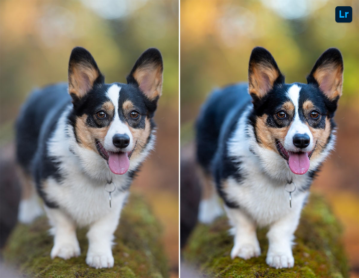 Corgi on a log | Remix | Photoshop Lightroom