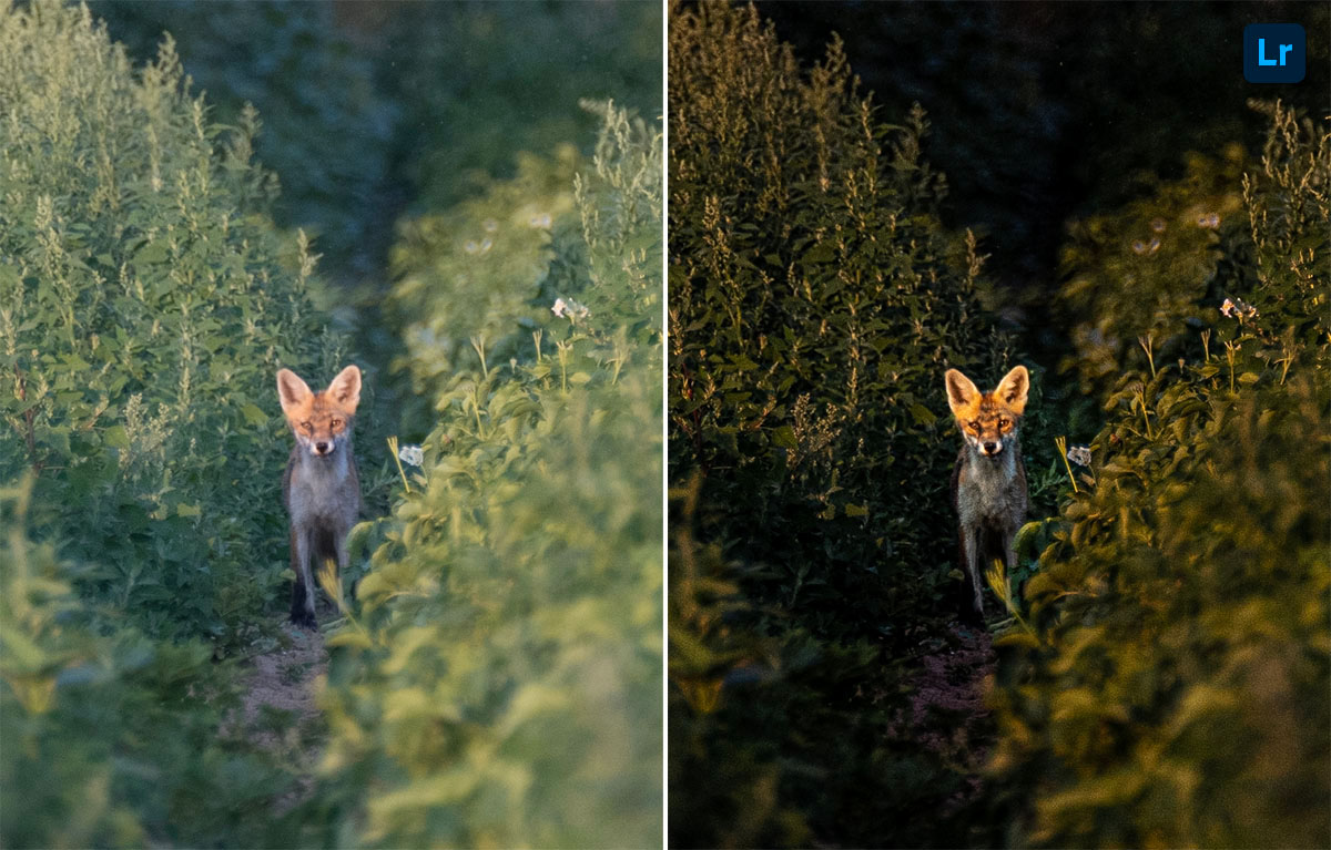 Fox Base | Remix | Photoshop Lightroom