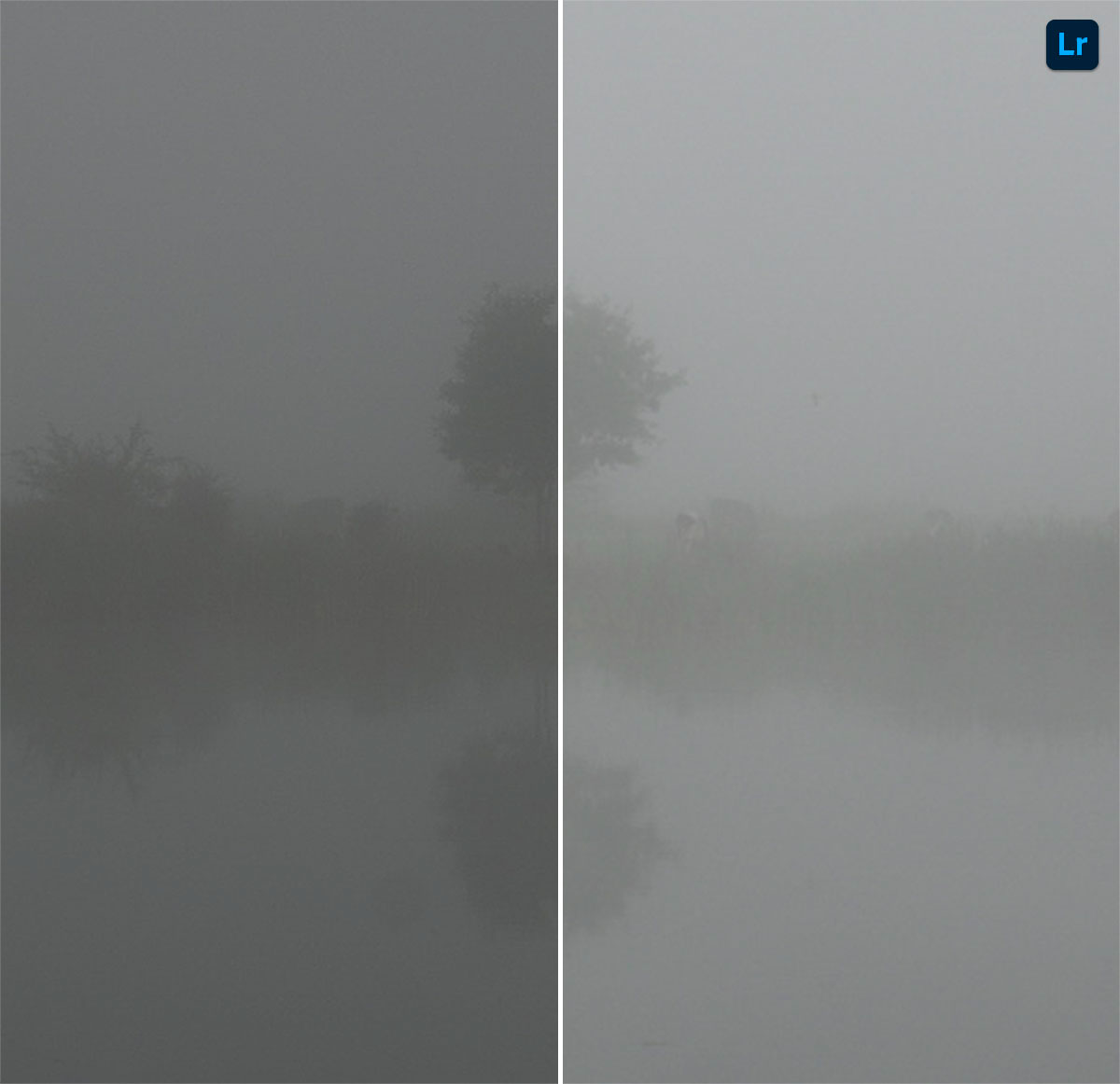 Tree | Edit | Photoshop Lightroom